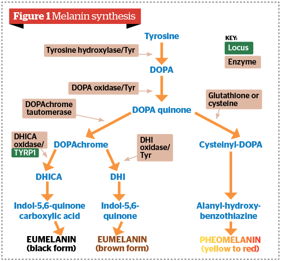 Facial hyperpigmentation in skin of colour | PRIME Journal